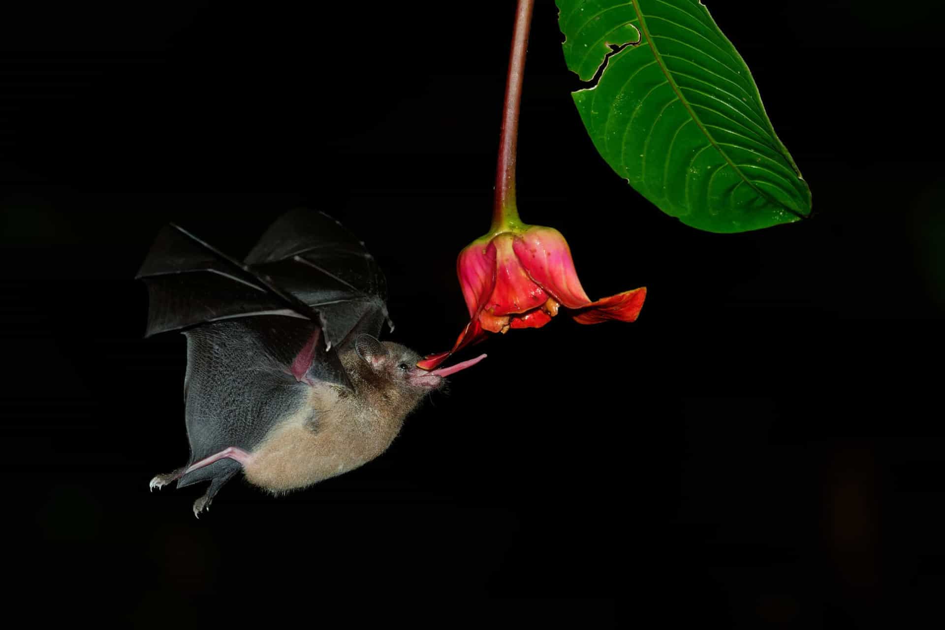 Bats: The unsung heroes of the night