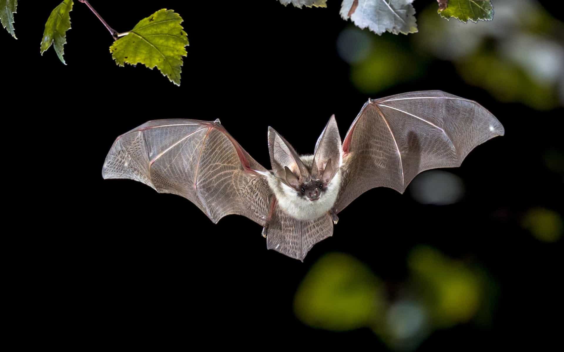 Bats: The unsung heroes of the night