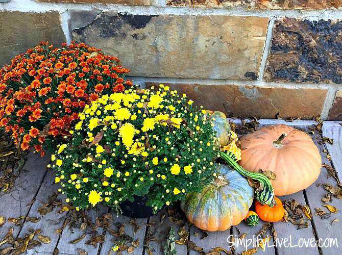 The Ultimate Guide: How to Keep Mums Alive in the Fall