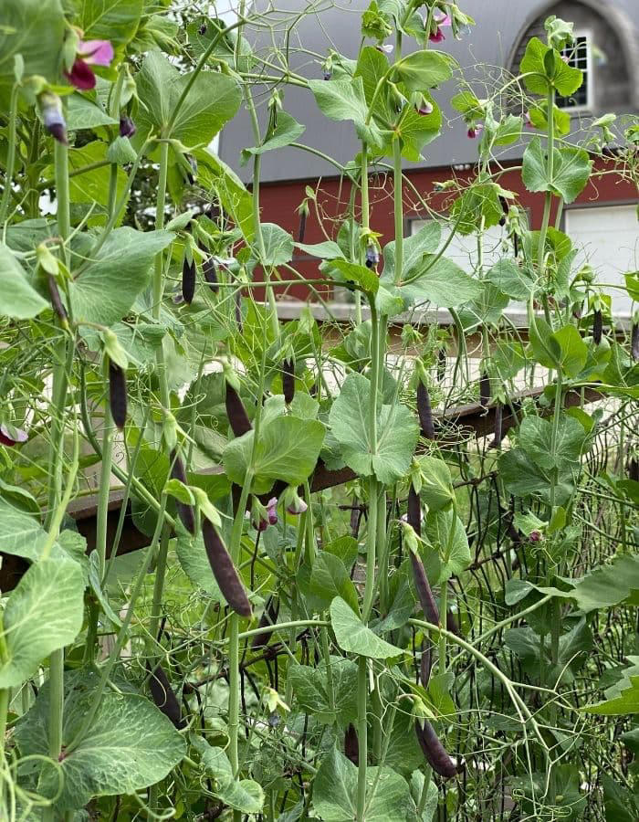 45 Must Know Easy Vegetable Gardening Tips for First-Time Gardeners