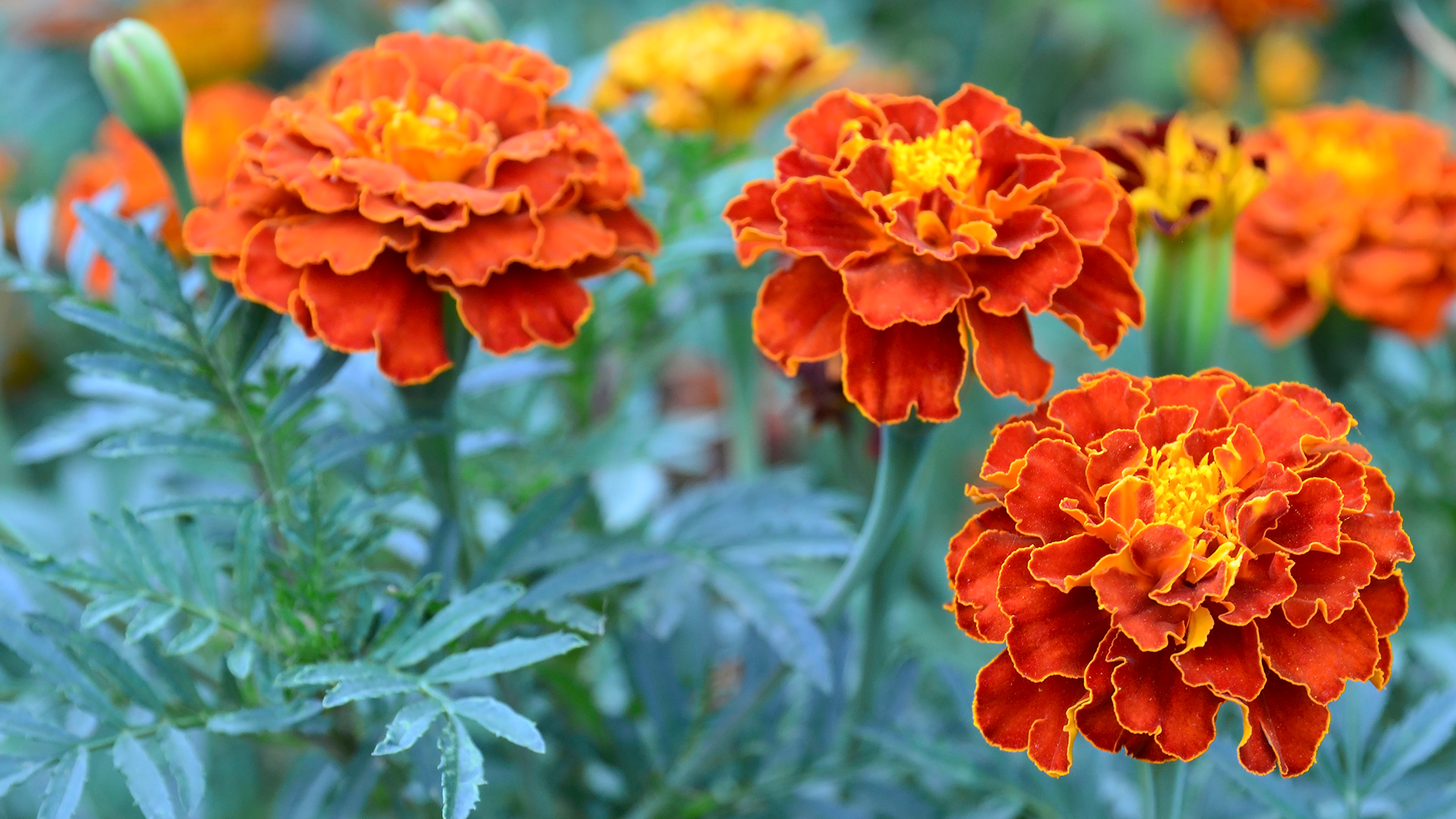 Beautiful flower pictures to brighten up your day