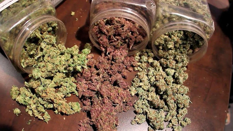 Qué Es La Marihuana Sintética Es Peligrosa