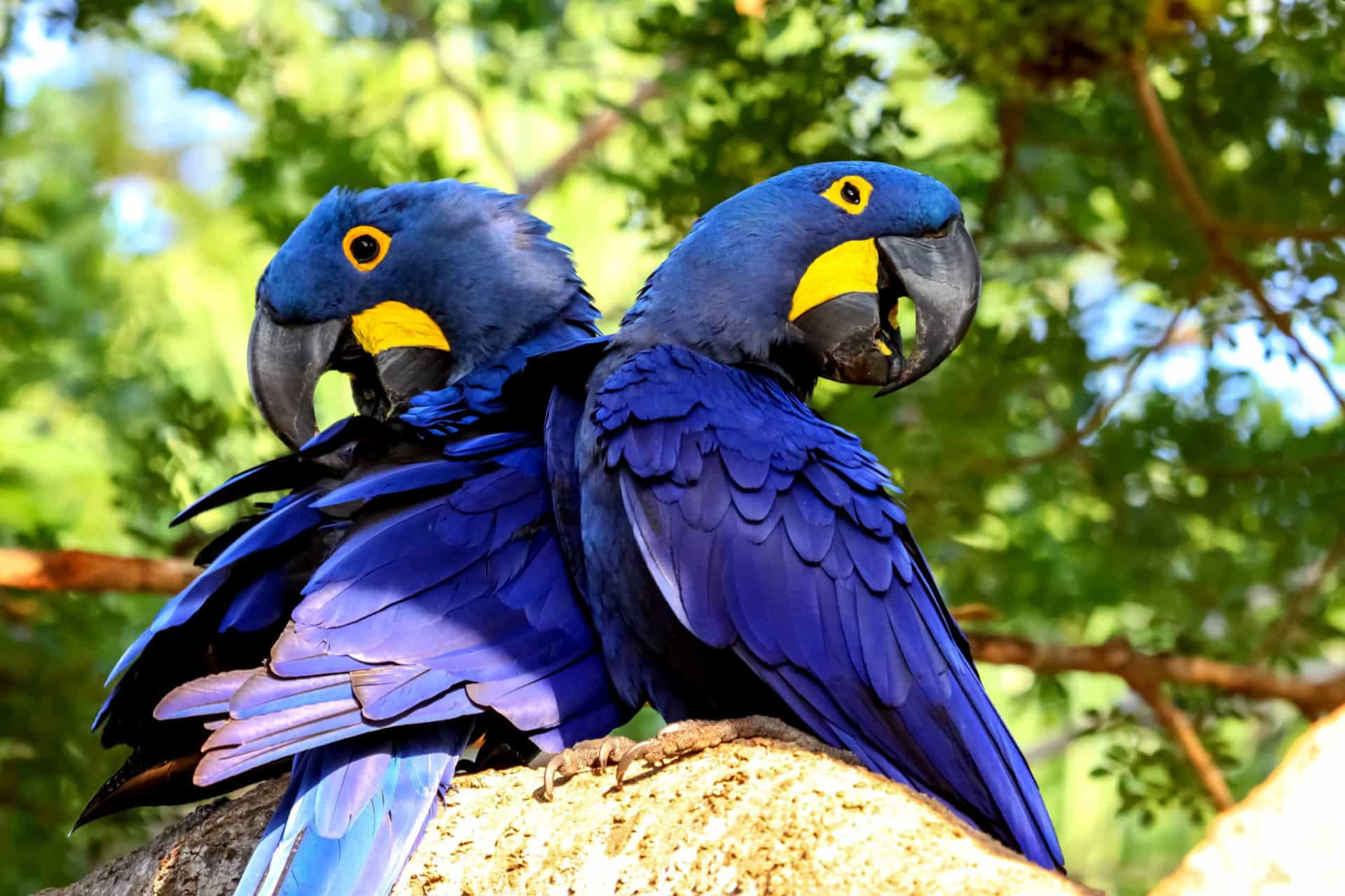 Pantanal: Entdecken Sie das größte tropische Feuchtgebiet der Welt