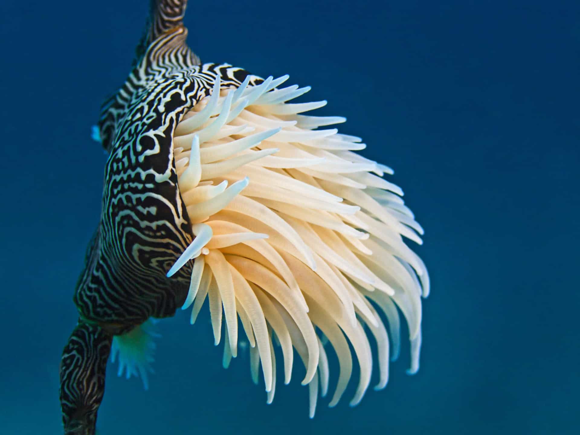 The ocean's most beautiful creatures