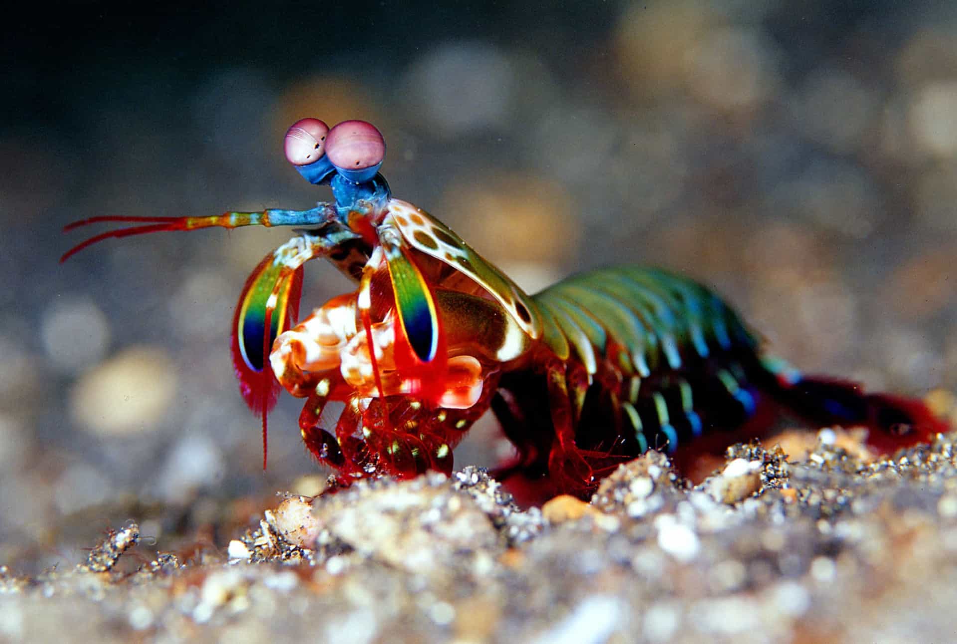 The ocean's most beautiful creatures