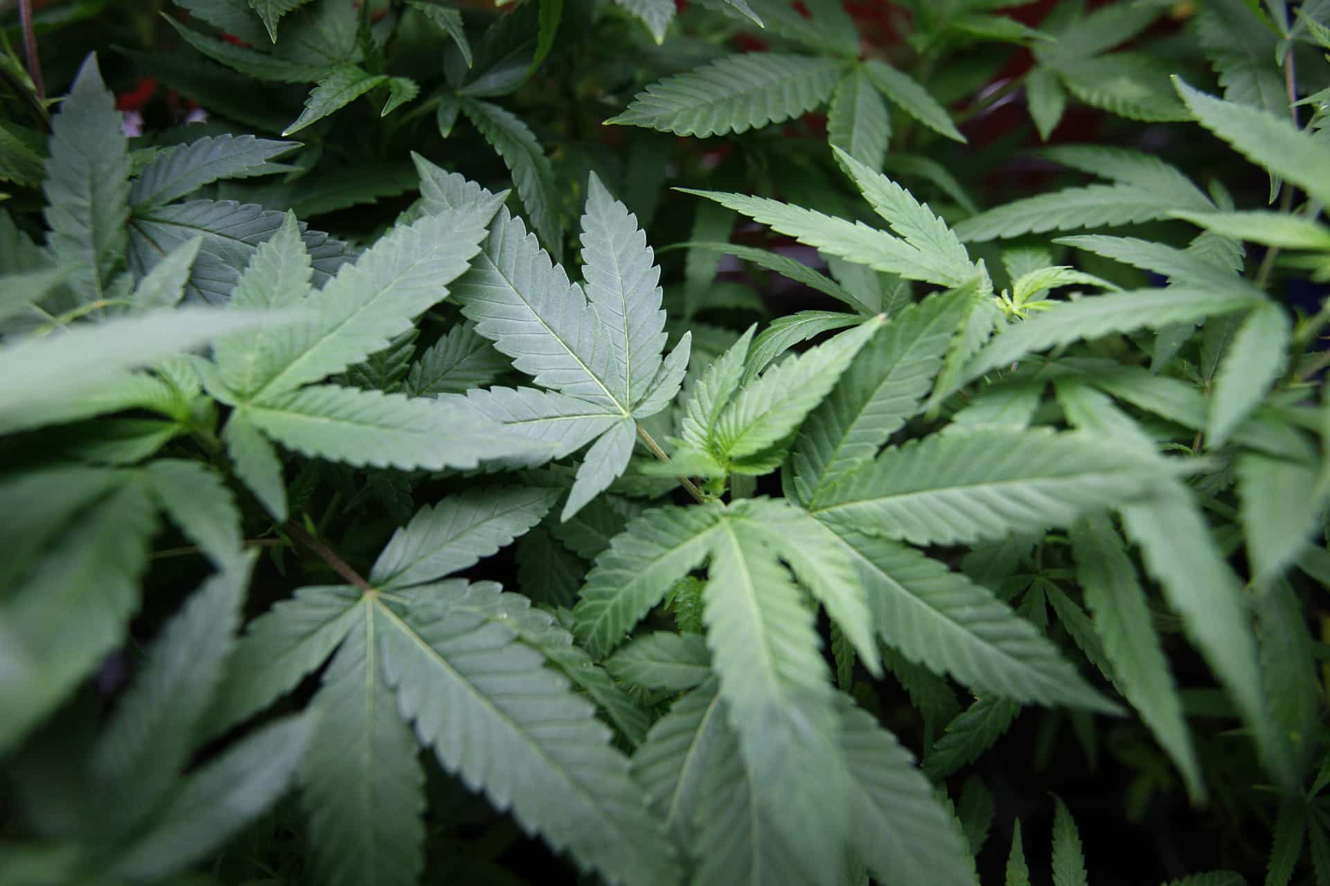 Everything you need to know about CBD