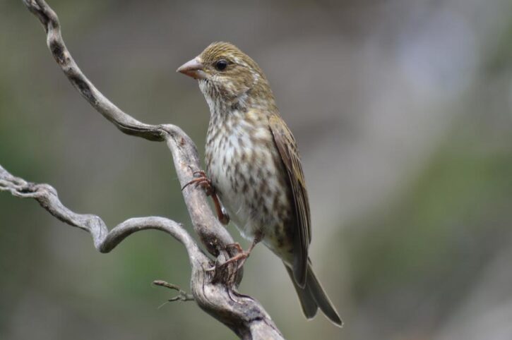 Monthly Bird Walk at Quarry Hill Nature Center (Rochester)