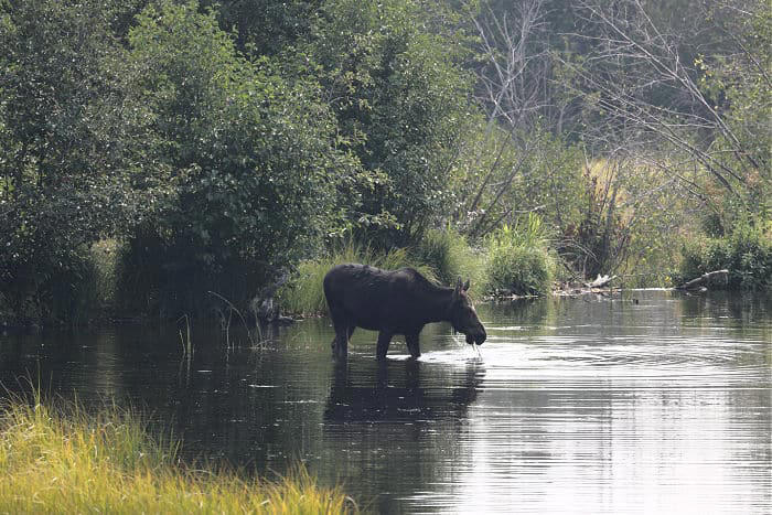 Epic Grand Teton Wildlife Tours