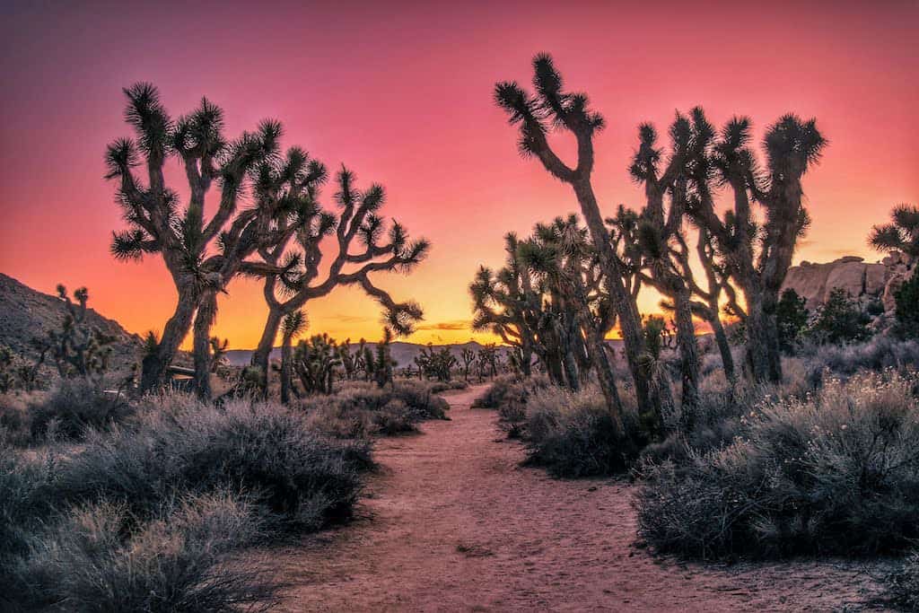 Family adventure guide: Joshua Tree National Park