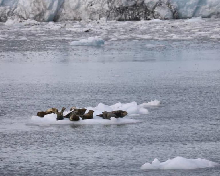 Alaska National Parks Tour with Itinerary to Denali, Kenai Fjords, and ...