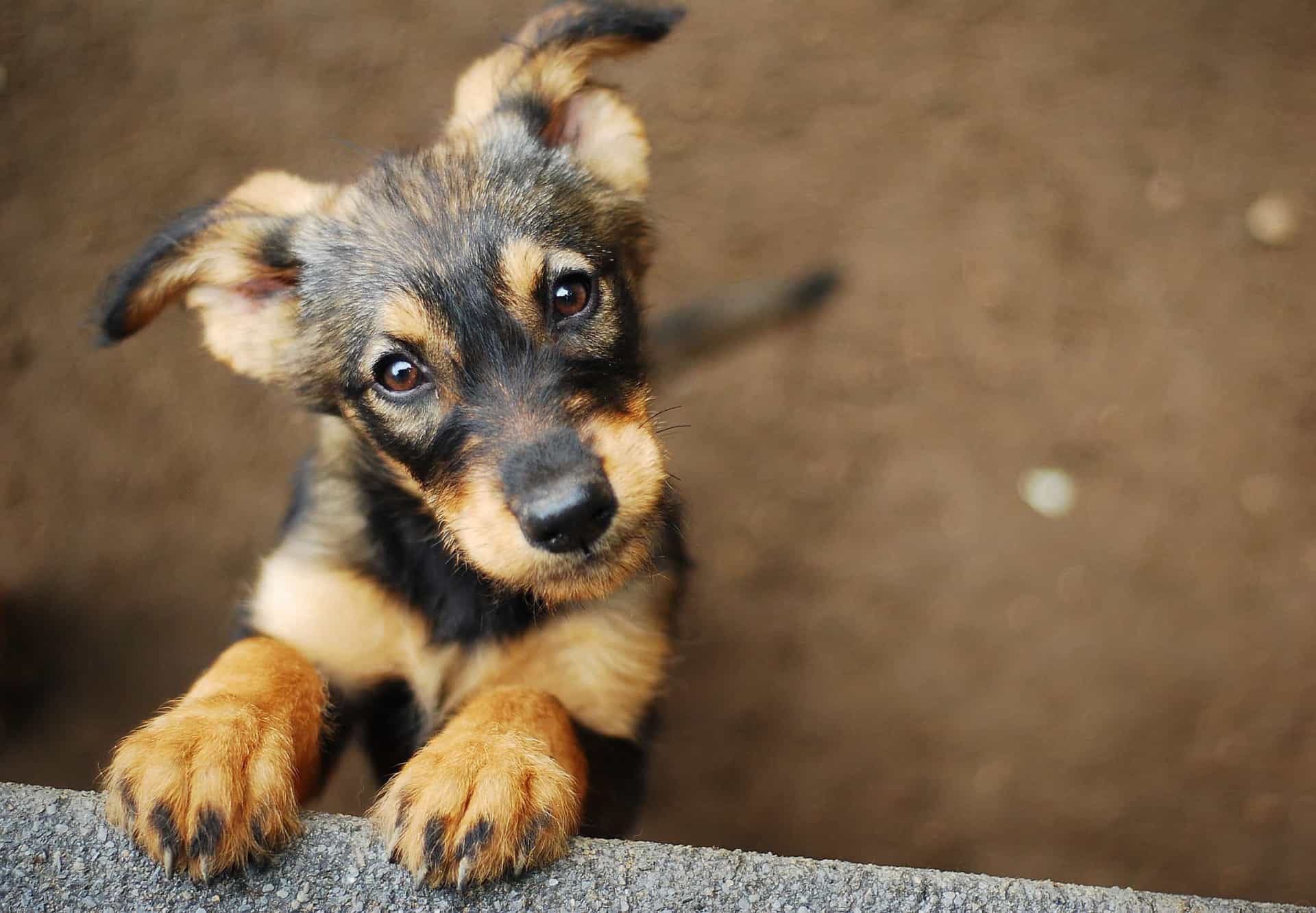 Tips and tricks from the dog whisperer, Cesar Millan