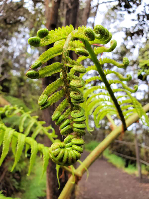 Complete Guide to Hawaii Volcanoes National Park