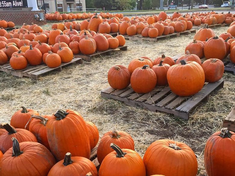 Top Things to Do During Fall in Atlanta, Georgia