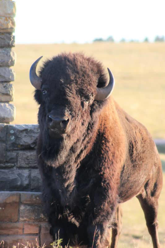 Complete guide to Wind Cave National Park