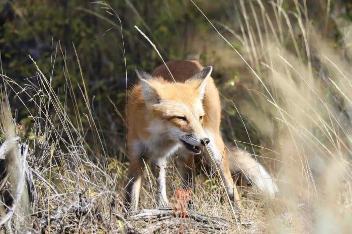 Epic Guide to Yellowstone National Park