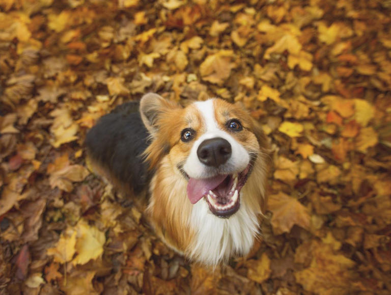 Everyone Will Laugh at These Unbe-Leaf-Ably Hilarious Fall Puns