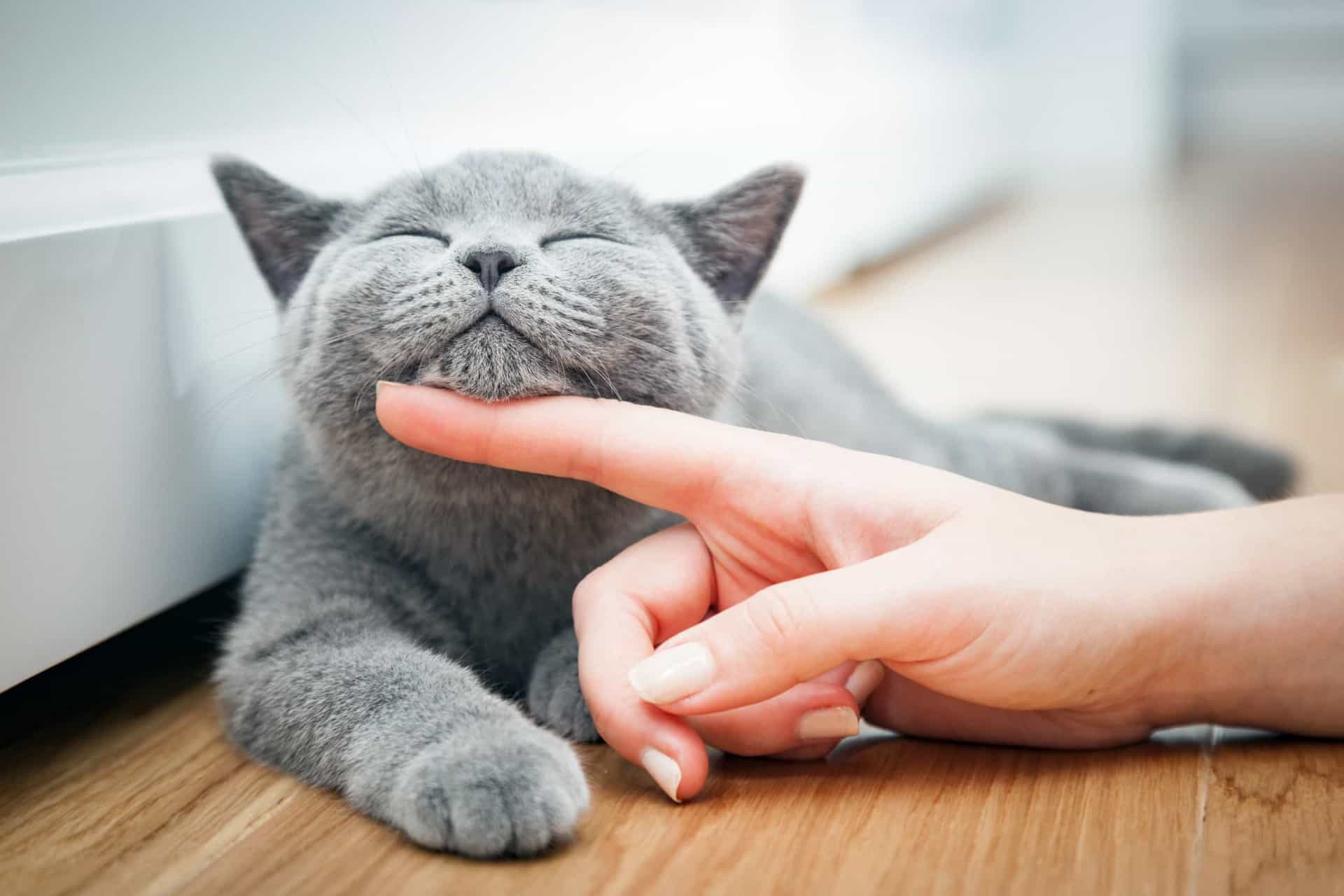 Wie Sie Ihre Katze für sich gewinnen