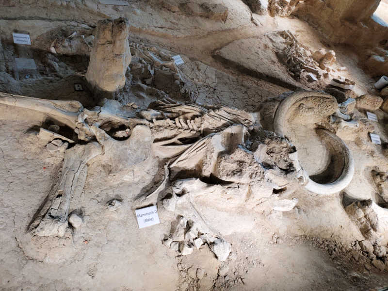 Waco Mammoth National Monument - Texas