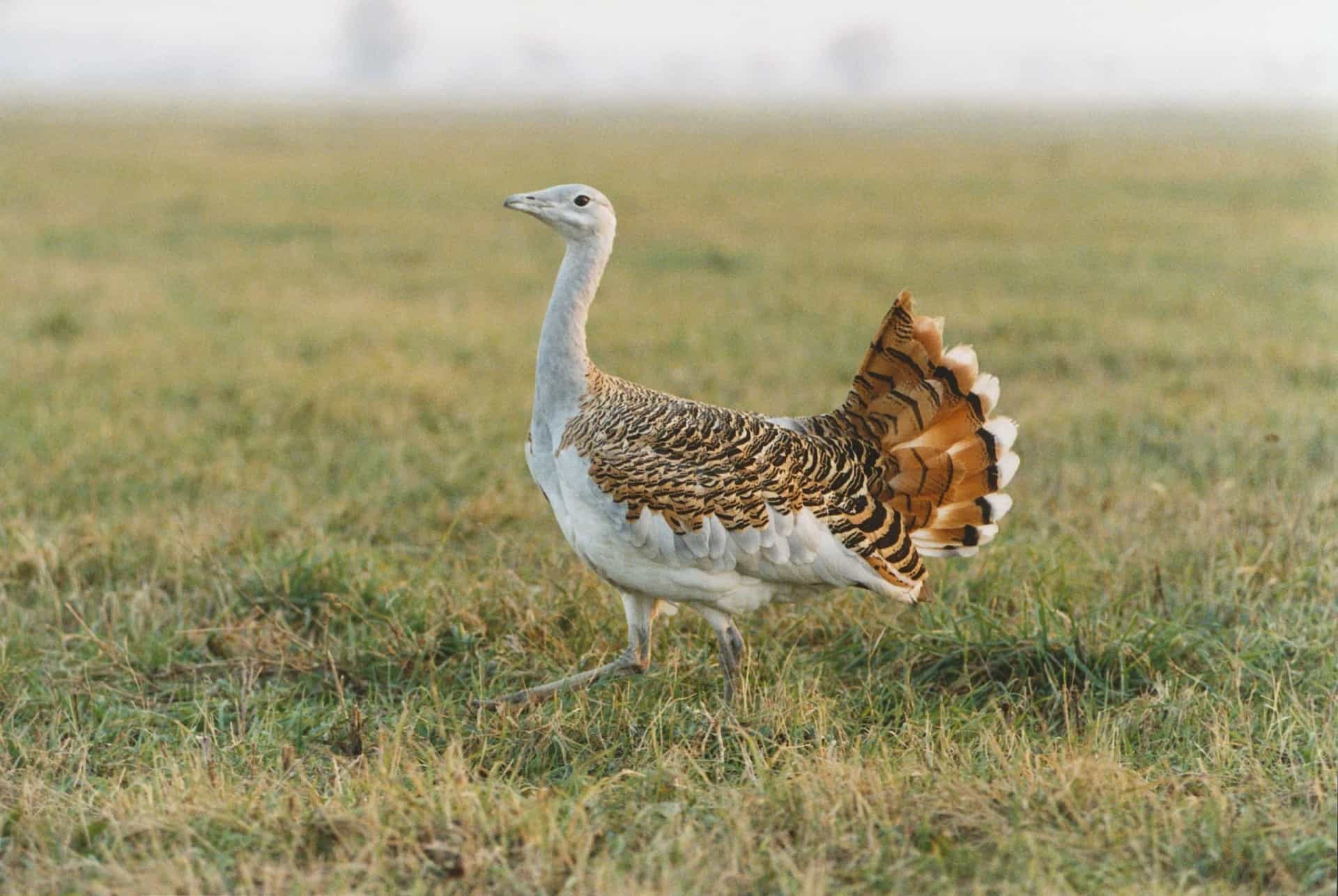 Strange foods you won't believe people used to eat