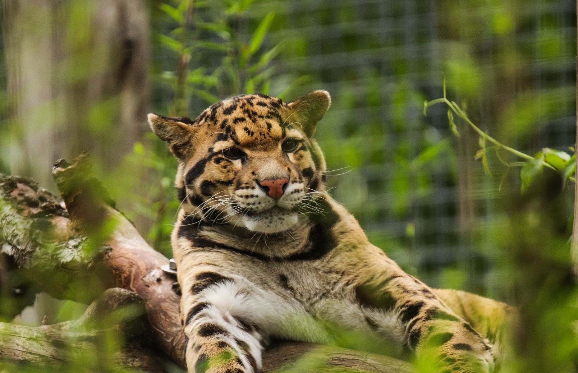 Everything you need to know about the clouded leopard