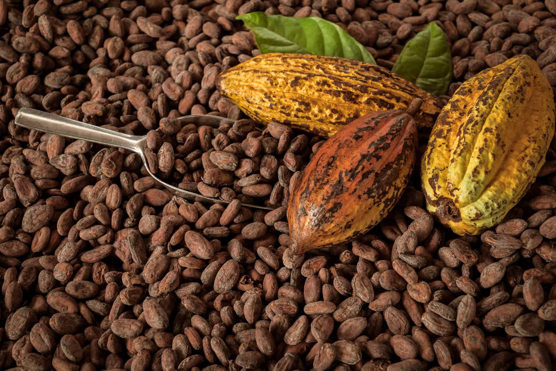 Drought-resistant crops that could save humanity