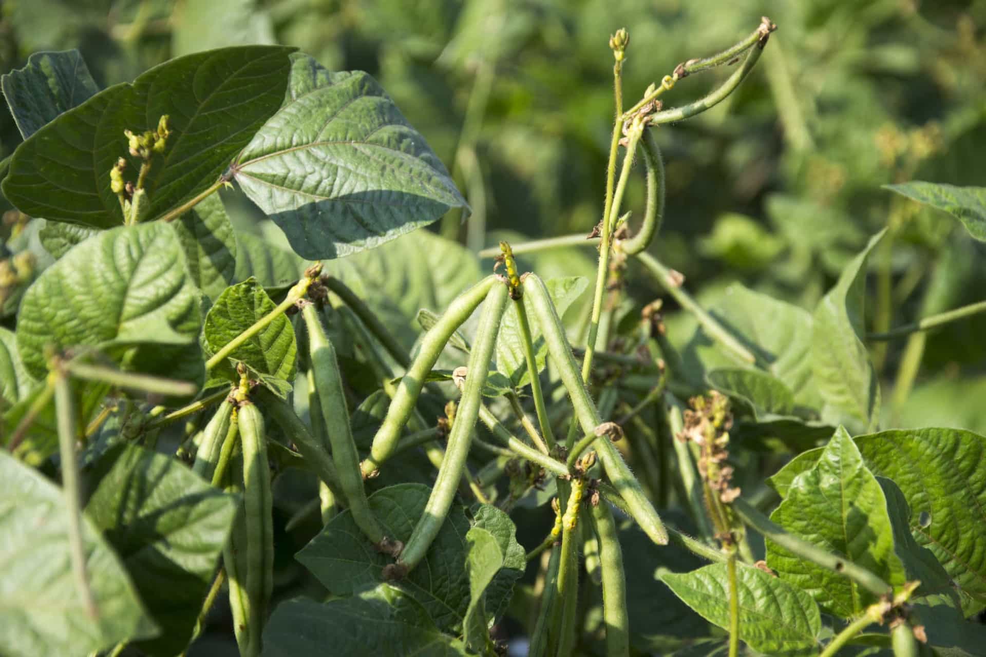 15 Easy Homemade Jam & Jelly Recipes