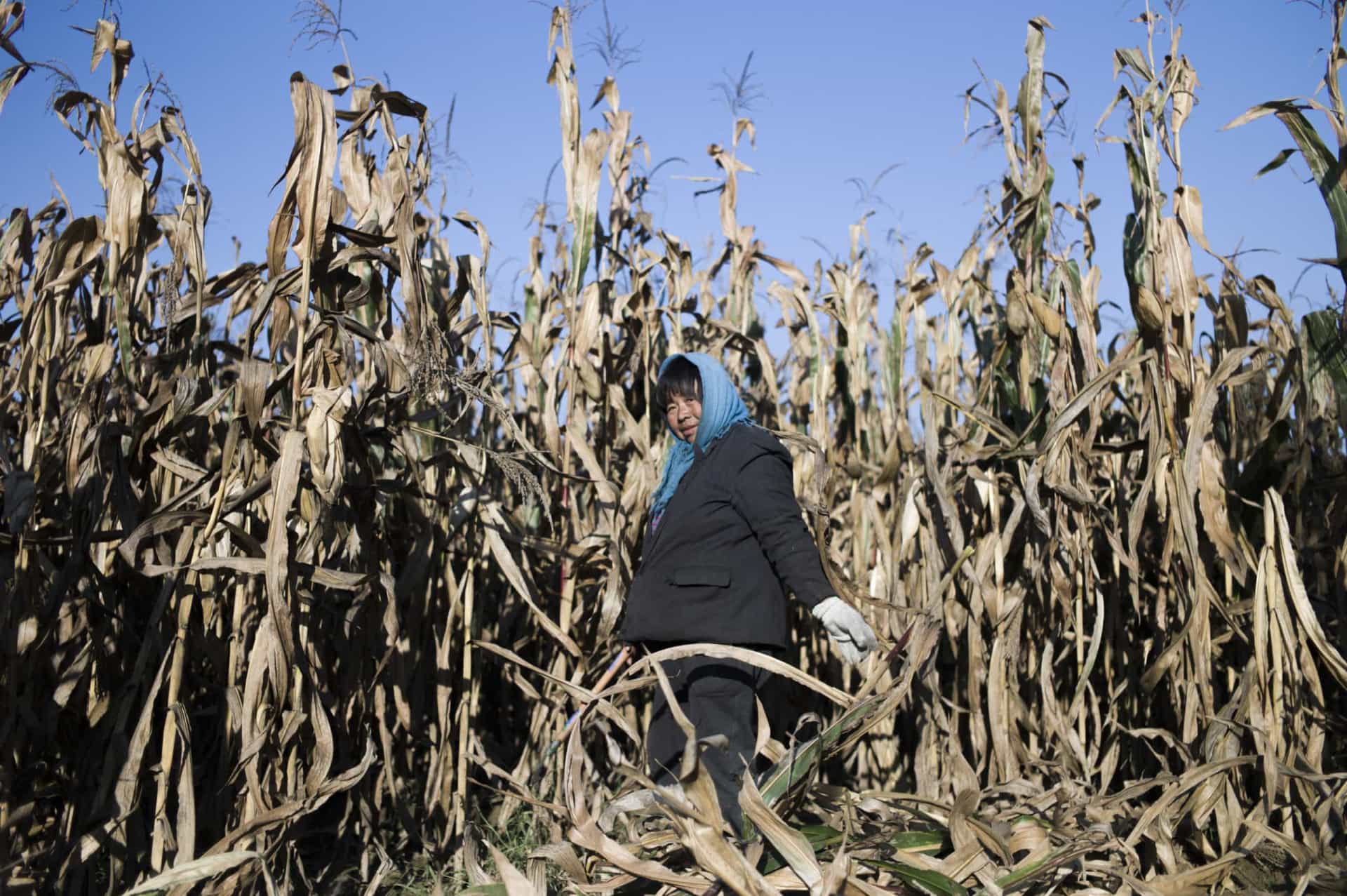 Drought-resistant crops that could save humanity