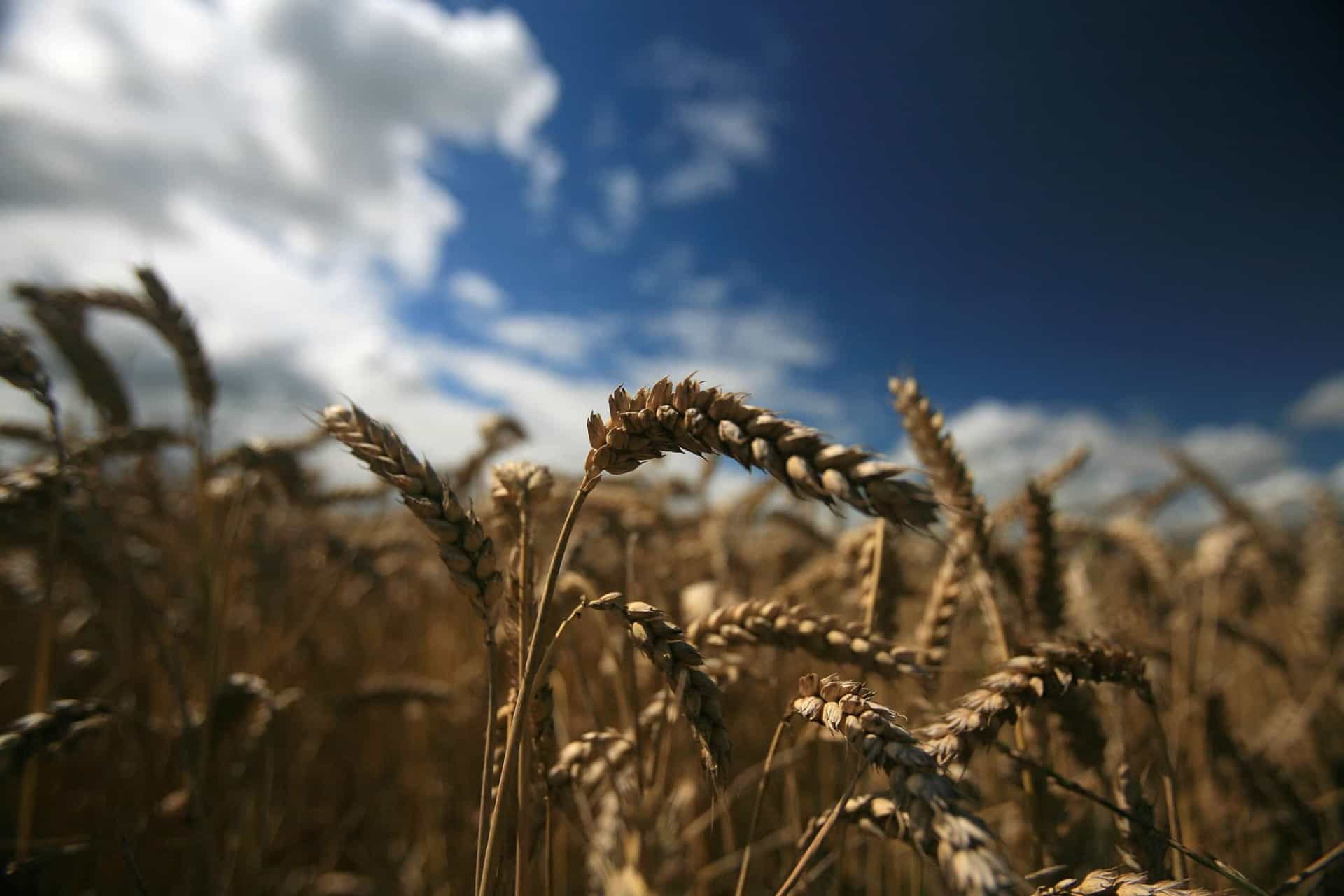 Drought-resistant crops that could save humanity