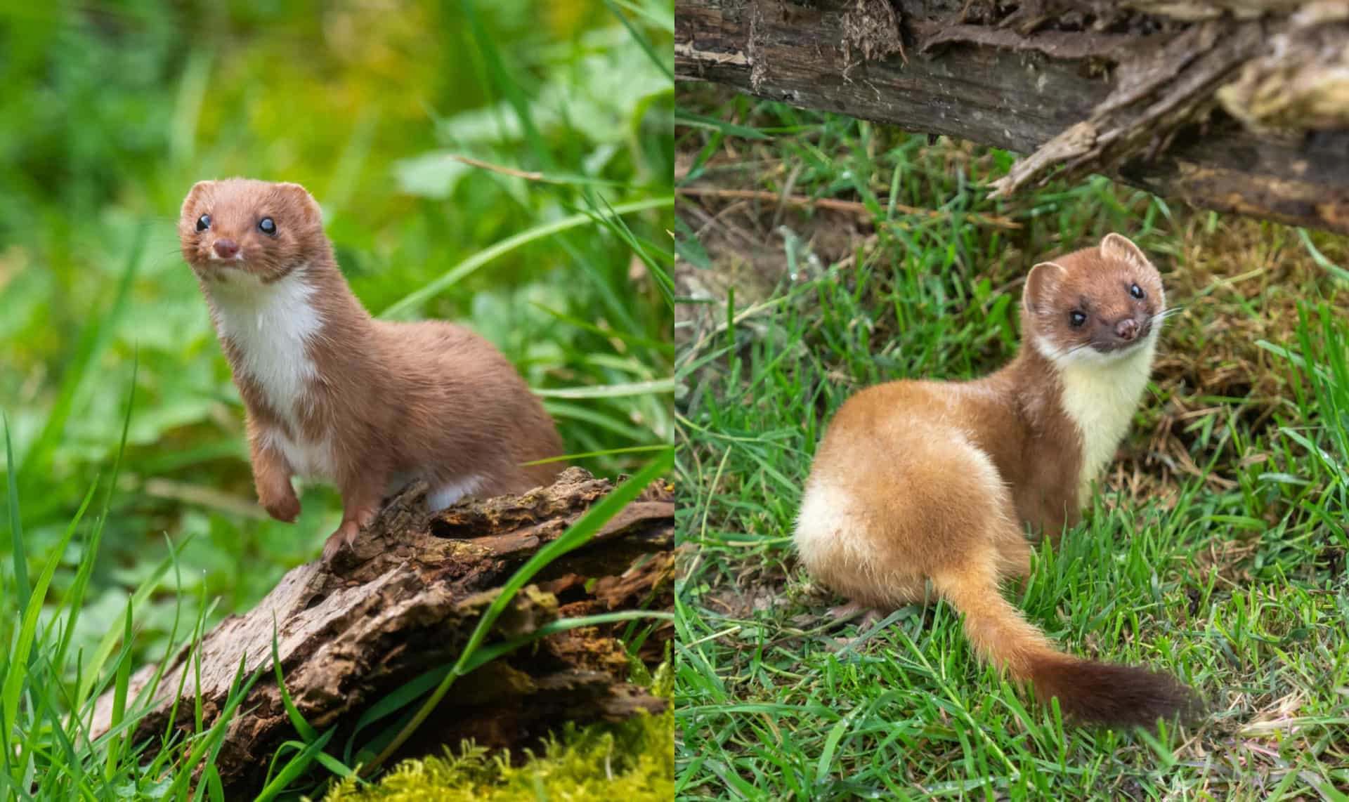 Diese Tiere verwechseln wir einfach immer miteinander