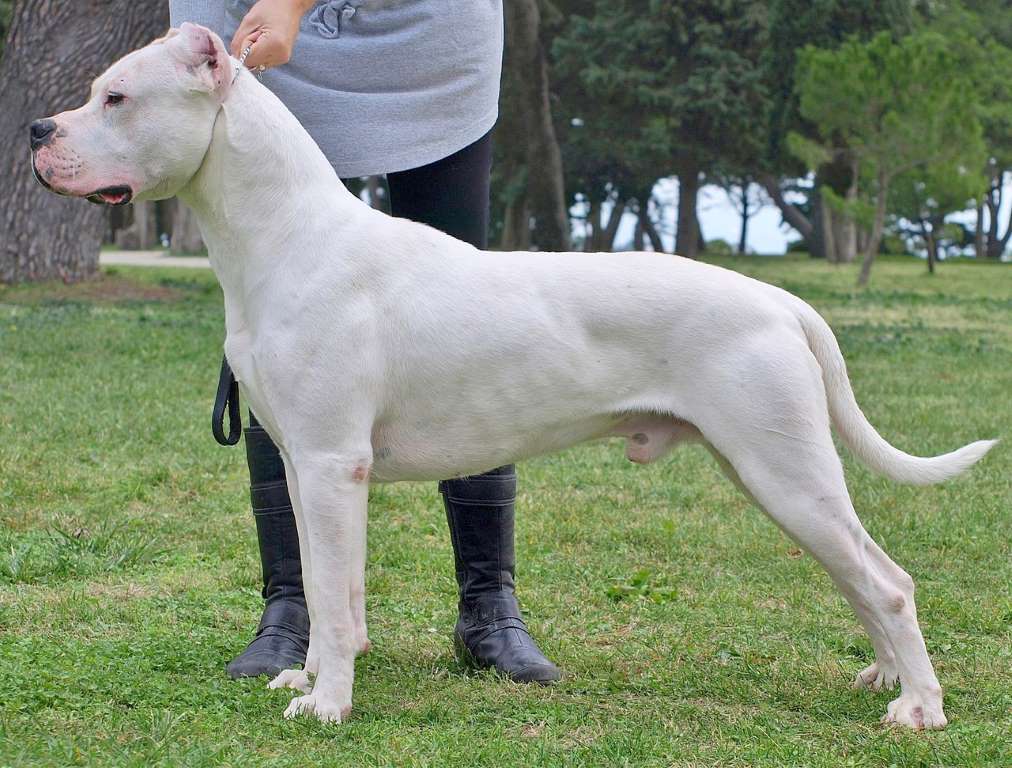 Las razas de perros más peligrosas del mundo