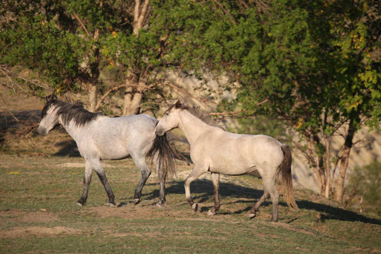 Ultimate Theodore Roosevelt National Park Guide