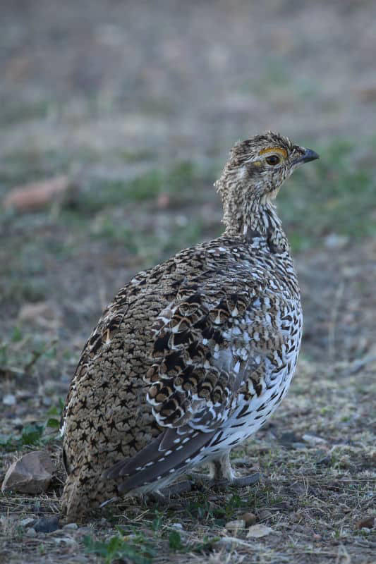 Ultimate Theodore Roosevelt National Park Guide