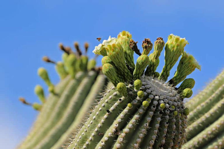 Complete Guide to Saguaro National Park