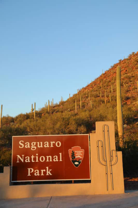Complete Guide to Saguaro National Park