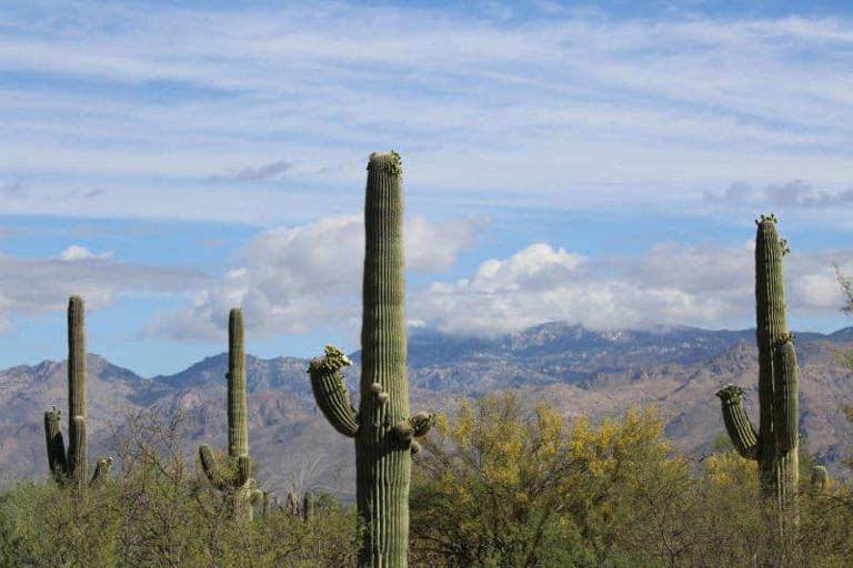 Complete Guide to Saguaro National Park