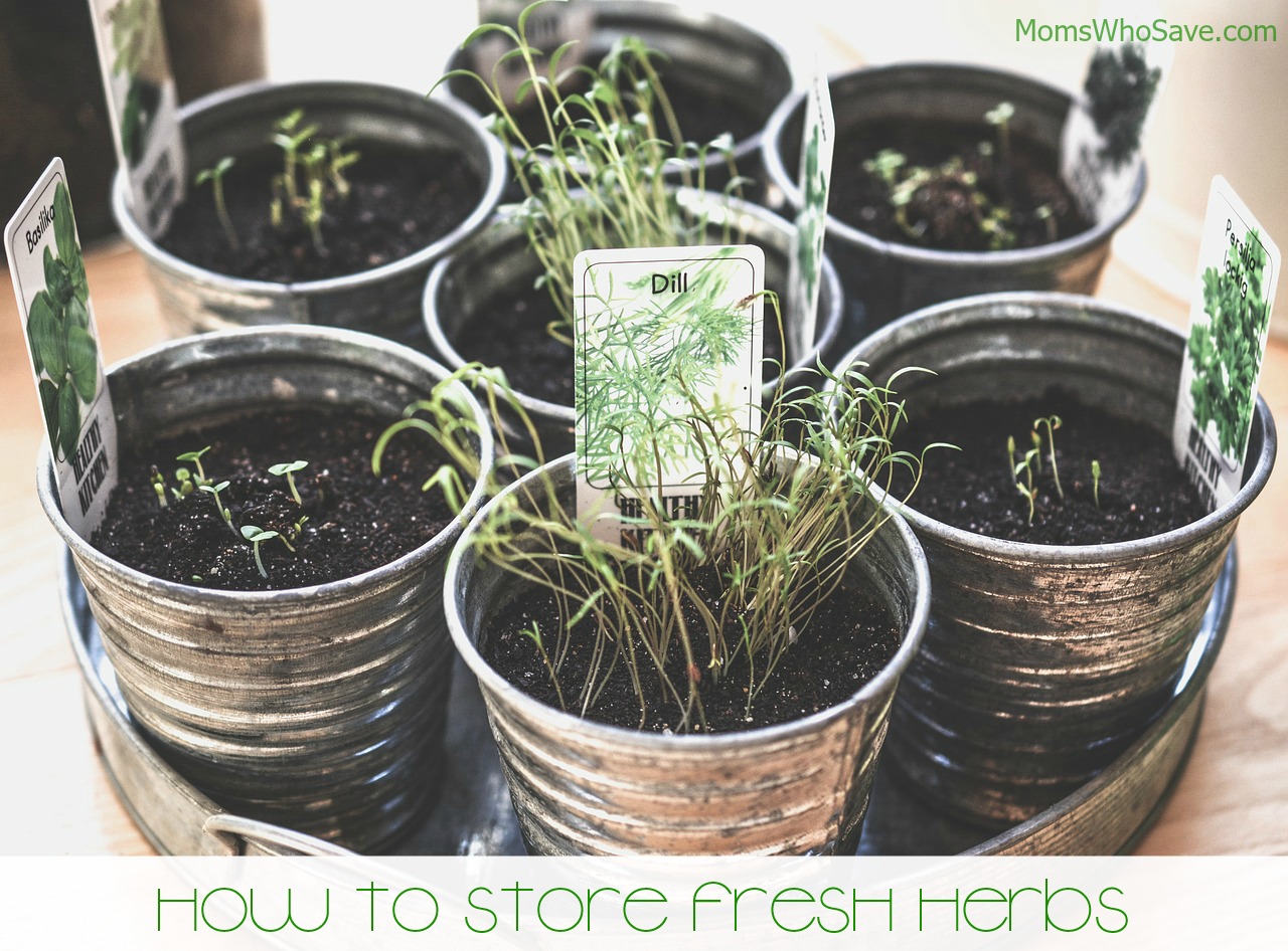 How to Store Fresh Herbs: A Few Simple Tips