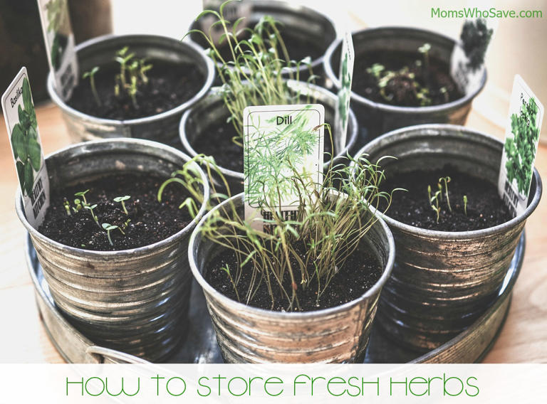 How to Store Fresh Herbs: A Few Simple Tips