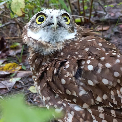 Corujas são símbolos de sorte e de morte; entenda os extremos do animal