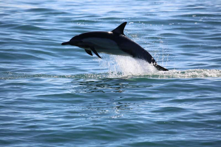 Complete Guide to Channel Islands National Park