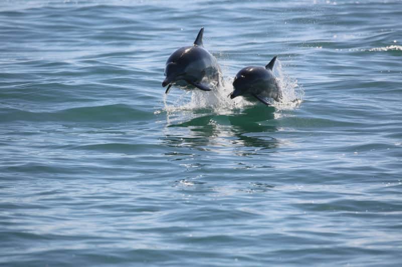 Complete Guide to Channel Islands National Park