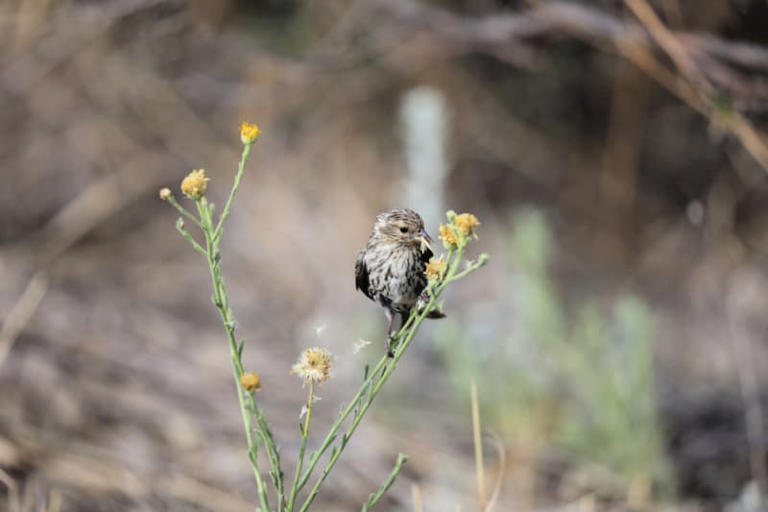 Complete Guide to Big Bend National Park