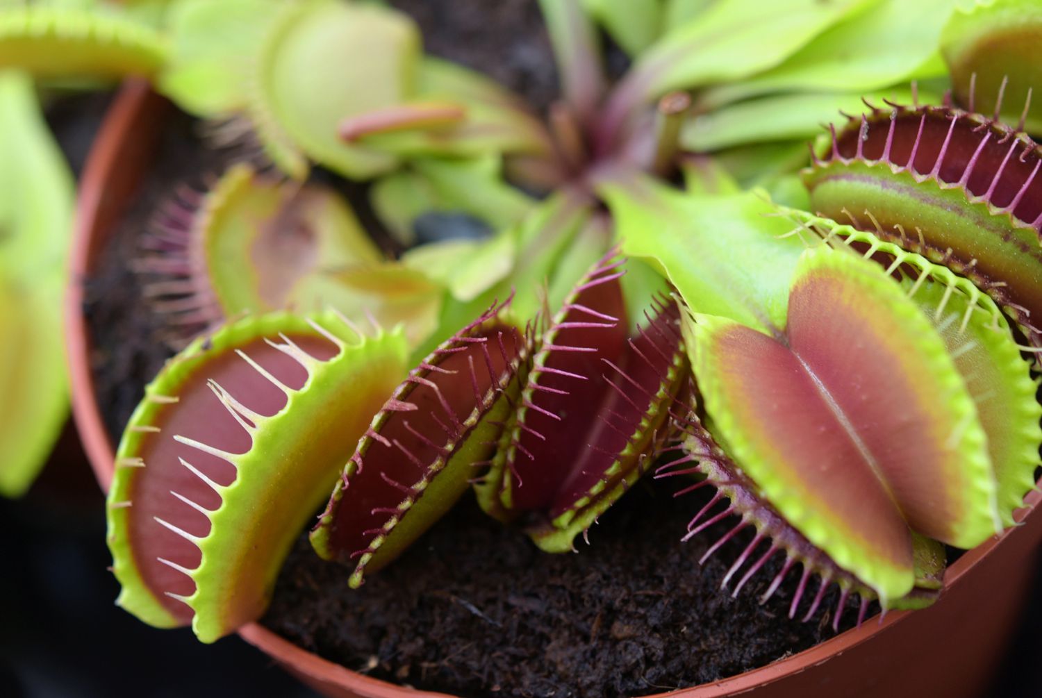 Everything You Need to Know About Venus Flytrap Care