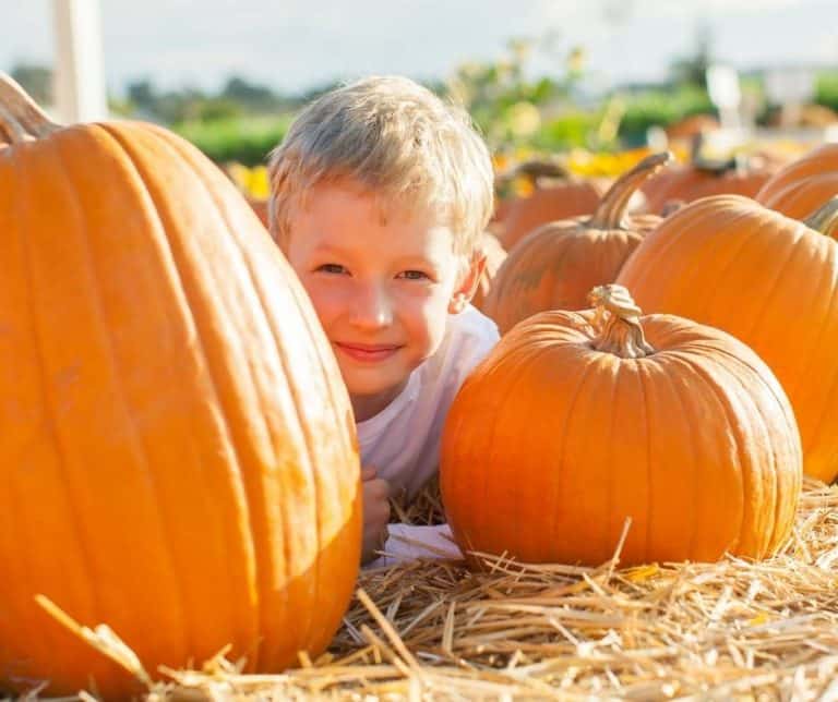 The 8 Best Indiana Pumpkin Patches