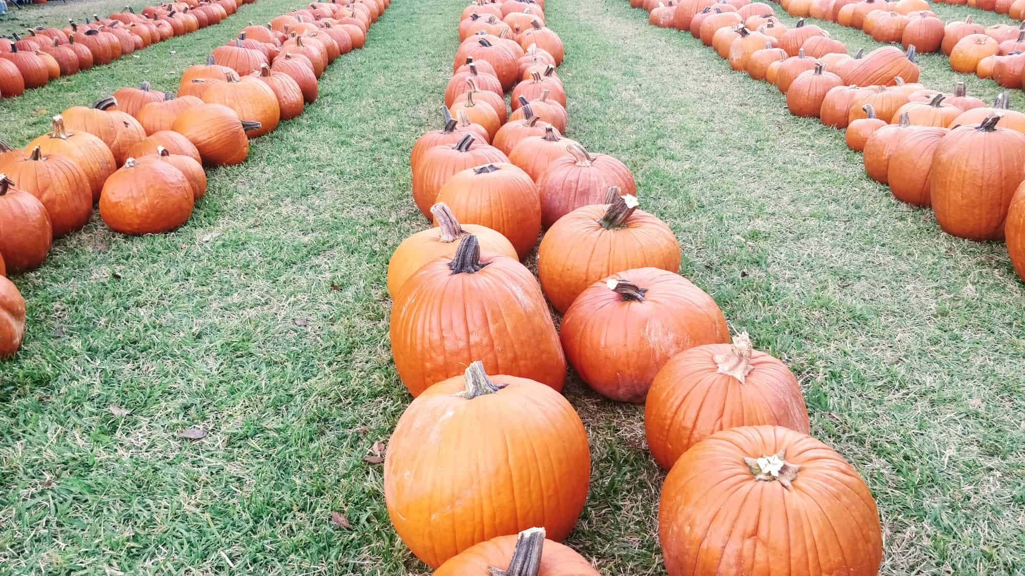 10 Best Pumpkin Patches in Houston for 2025