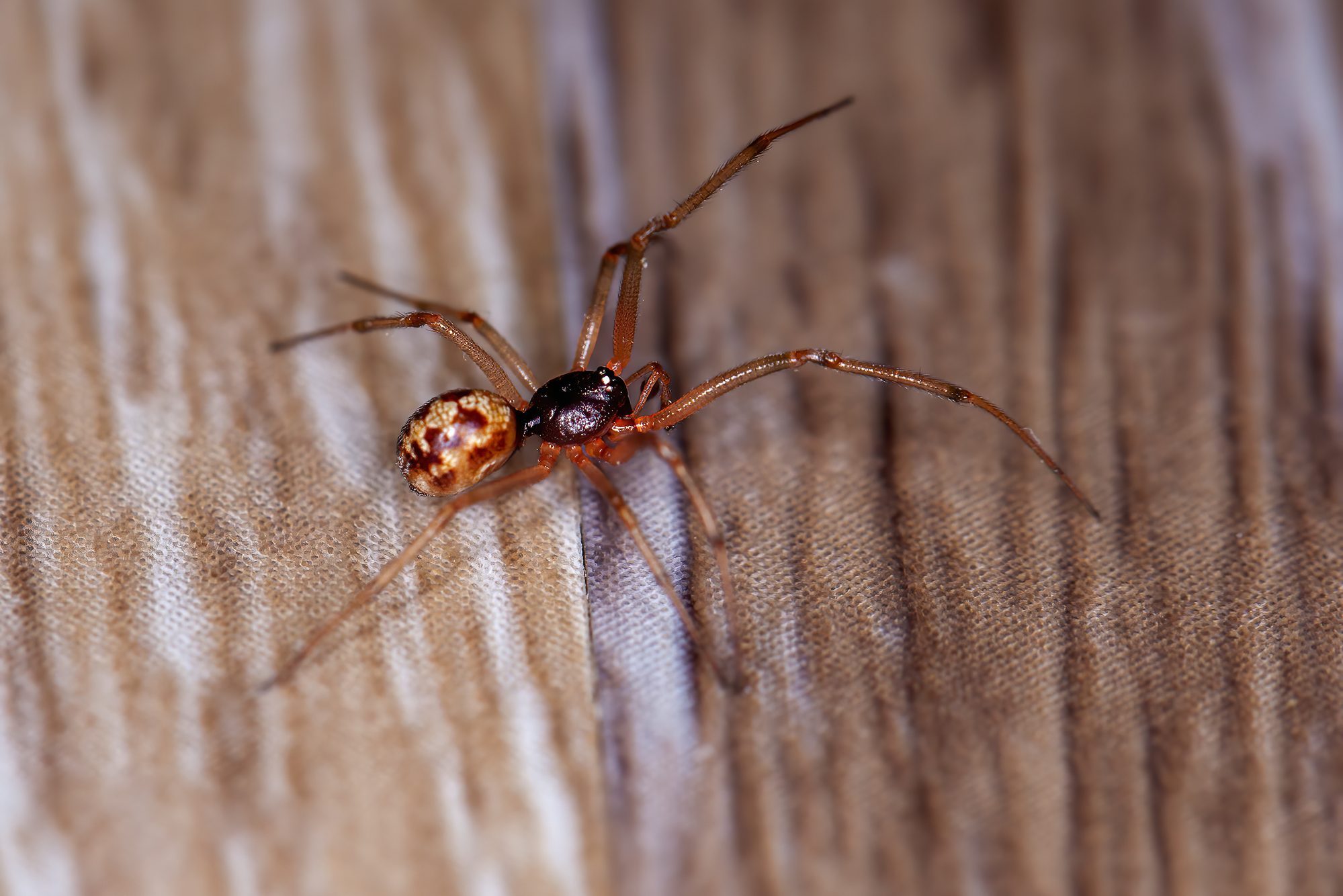 8 Bugs You Actually Want Around Your Home
