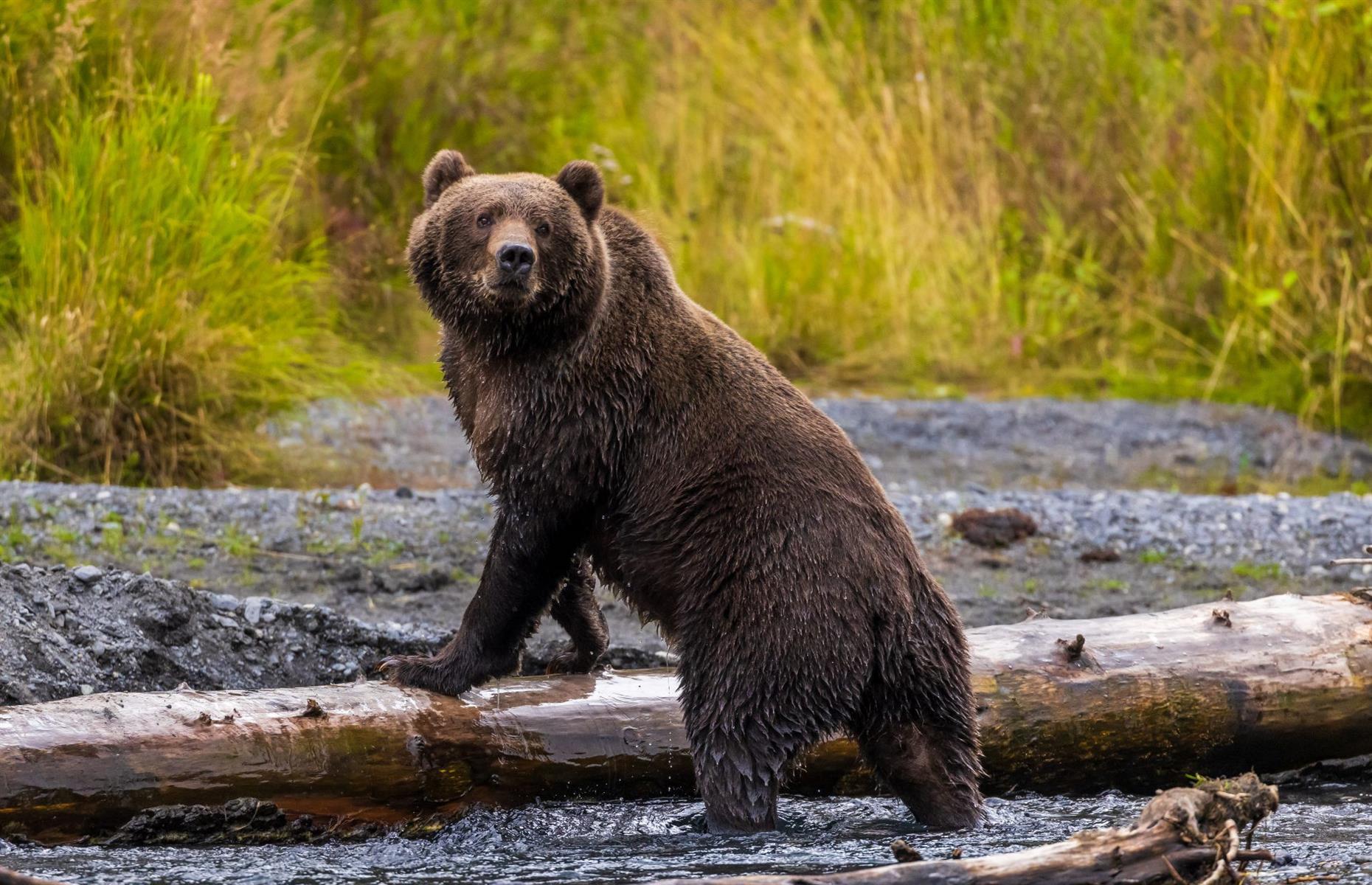 Alaska’s wildest wonders, essential adventures