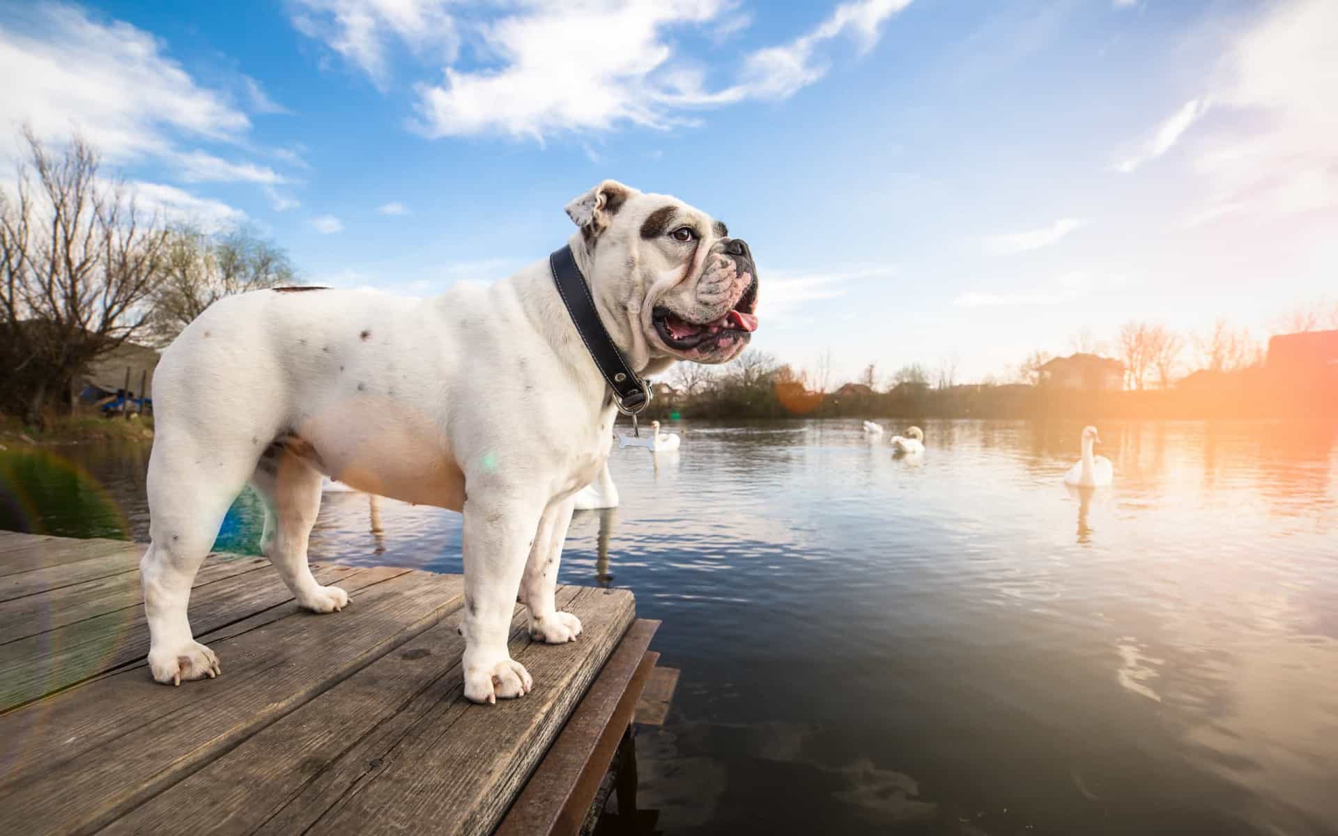 The 30 most popular dog breeds in the world