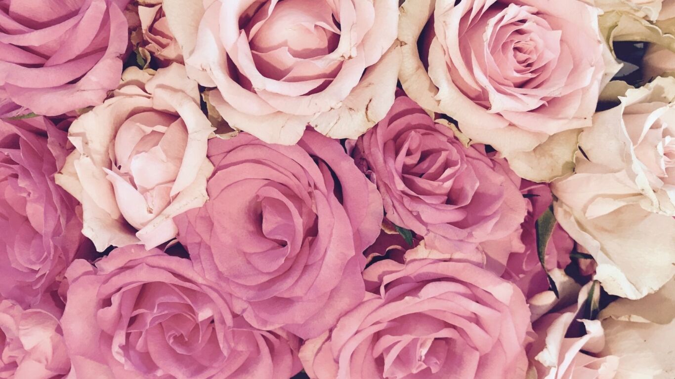 Significado del número de rosas: ¿cuántas regalar?