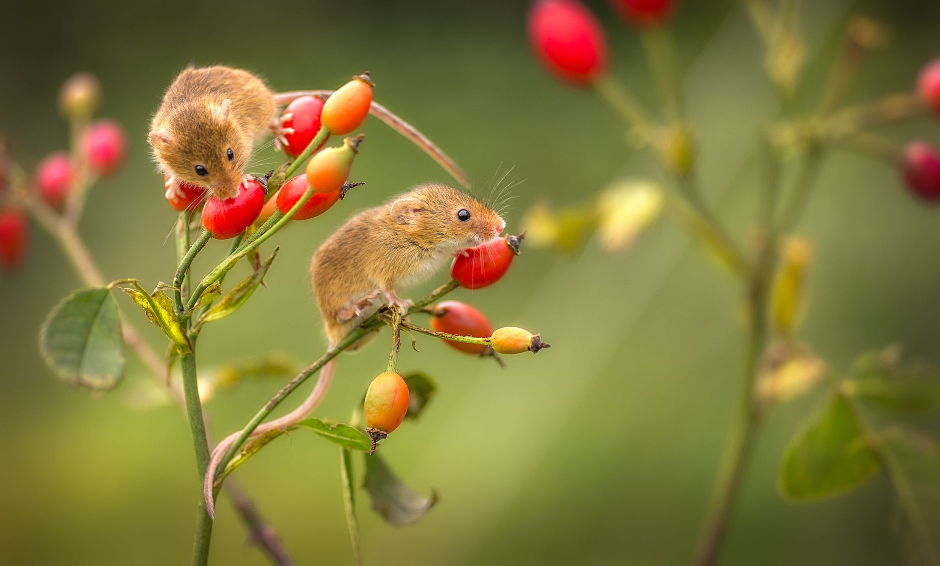 20 of the most misunderstood animals on Earth