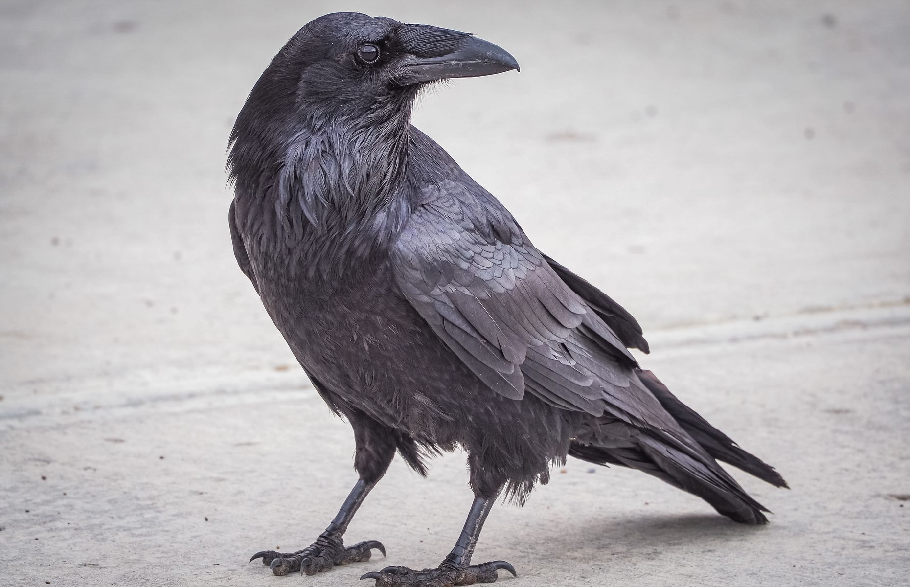 20 of the most misunderstood animals on Earth